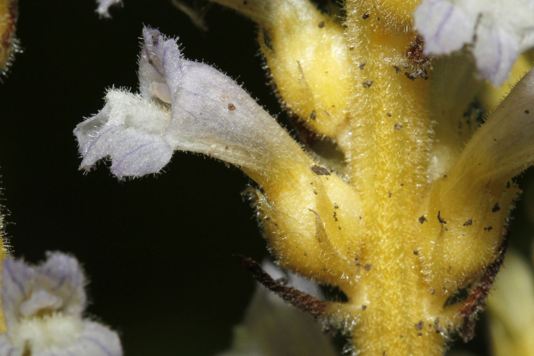 Orobanche ramosa var. ramosa - Ästige Sommerwurz, Hanftod, Hemp ...