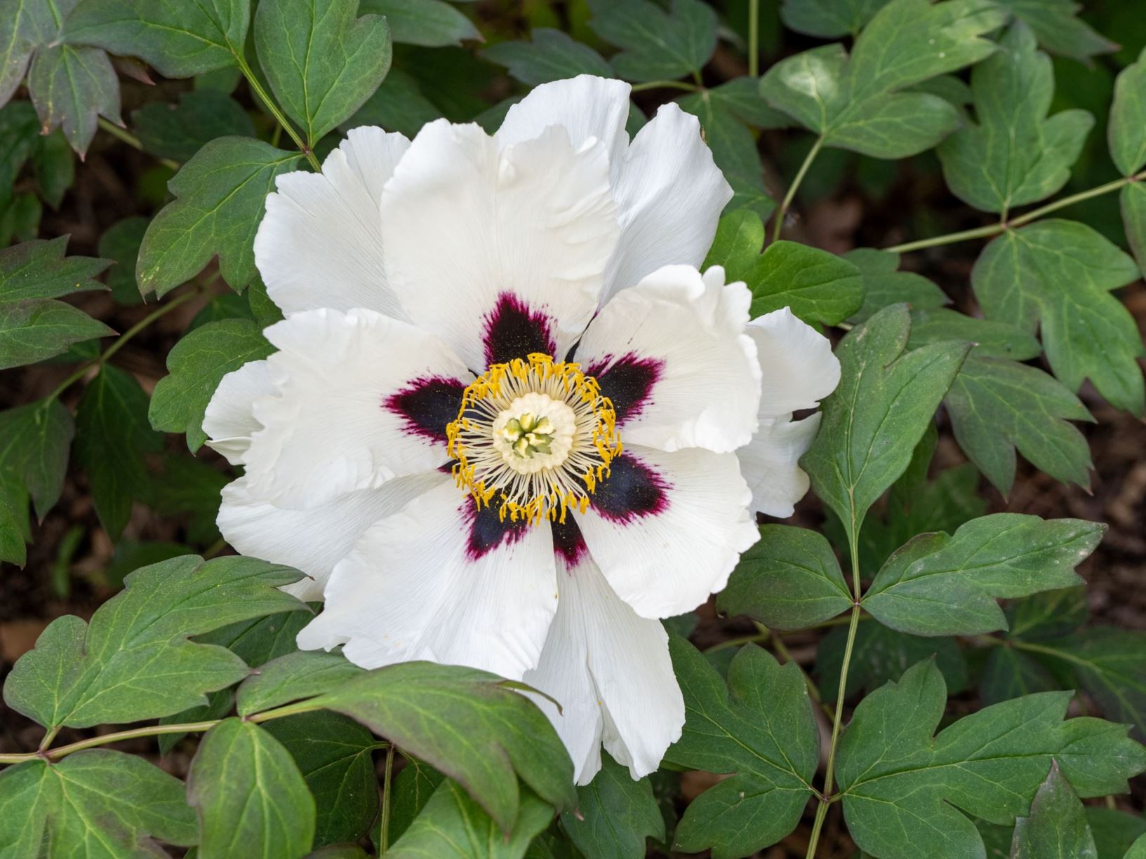 Paeonia rockii - Gefleckte Strauch-Päonie, 紫斑牡丹 zi ban mu dan | Bonn ...